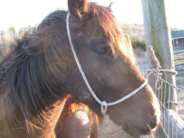 Halter Poly rope Calf / Colt | OzFarmer